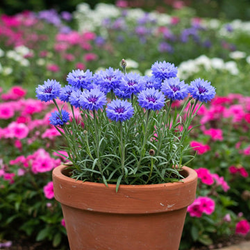 Blue – Easy To Grow Bulbs
