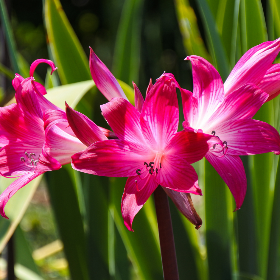 Crinum Bulbs for Sale – Easy To Grow Bulbs