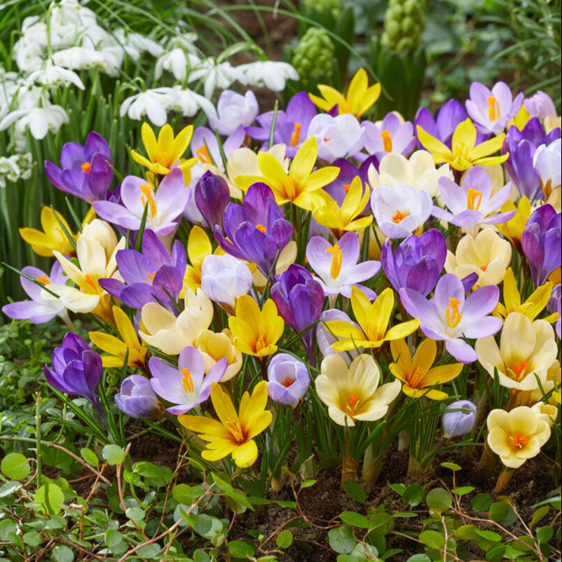 Crocus Bulbs for Sale Online | Easy to Grow™ – Easy To Grow Bulbs