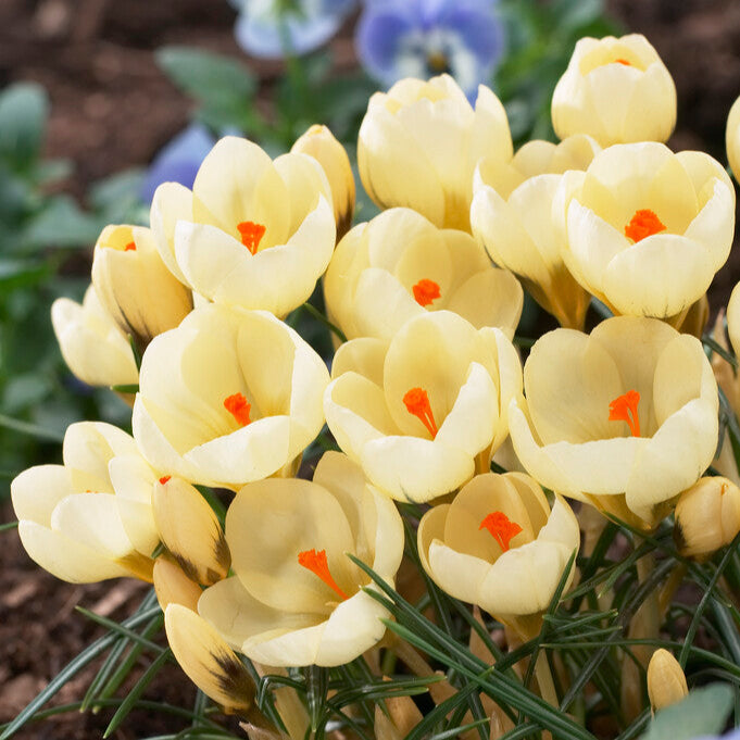 Crocus Bulbs for Sale Online | Easy to Grow™ – Easy To Grow Bulbs