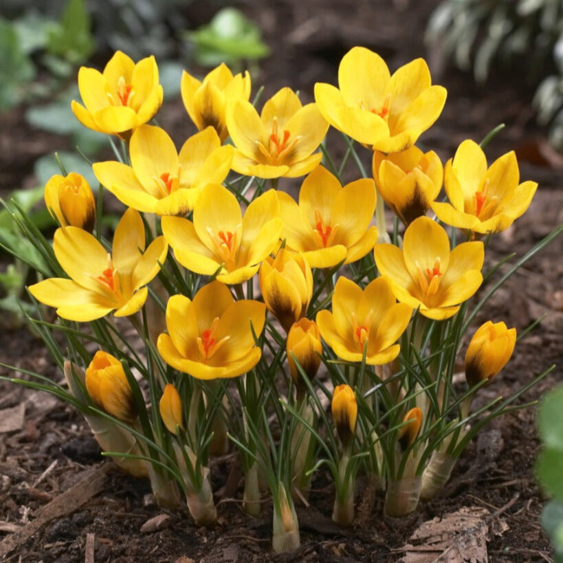 Golden Crocus Chrysanthus Bulbs For Sale Online | Goldilocks – Easy To ...