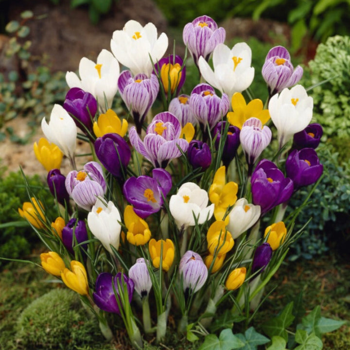 Crocus Bulbs for Sale Online | Easy to Grow™ – Easy To Grow Bulbs