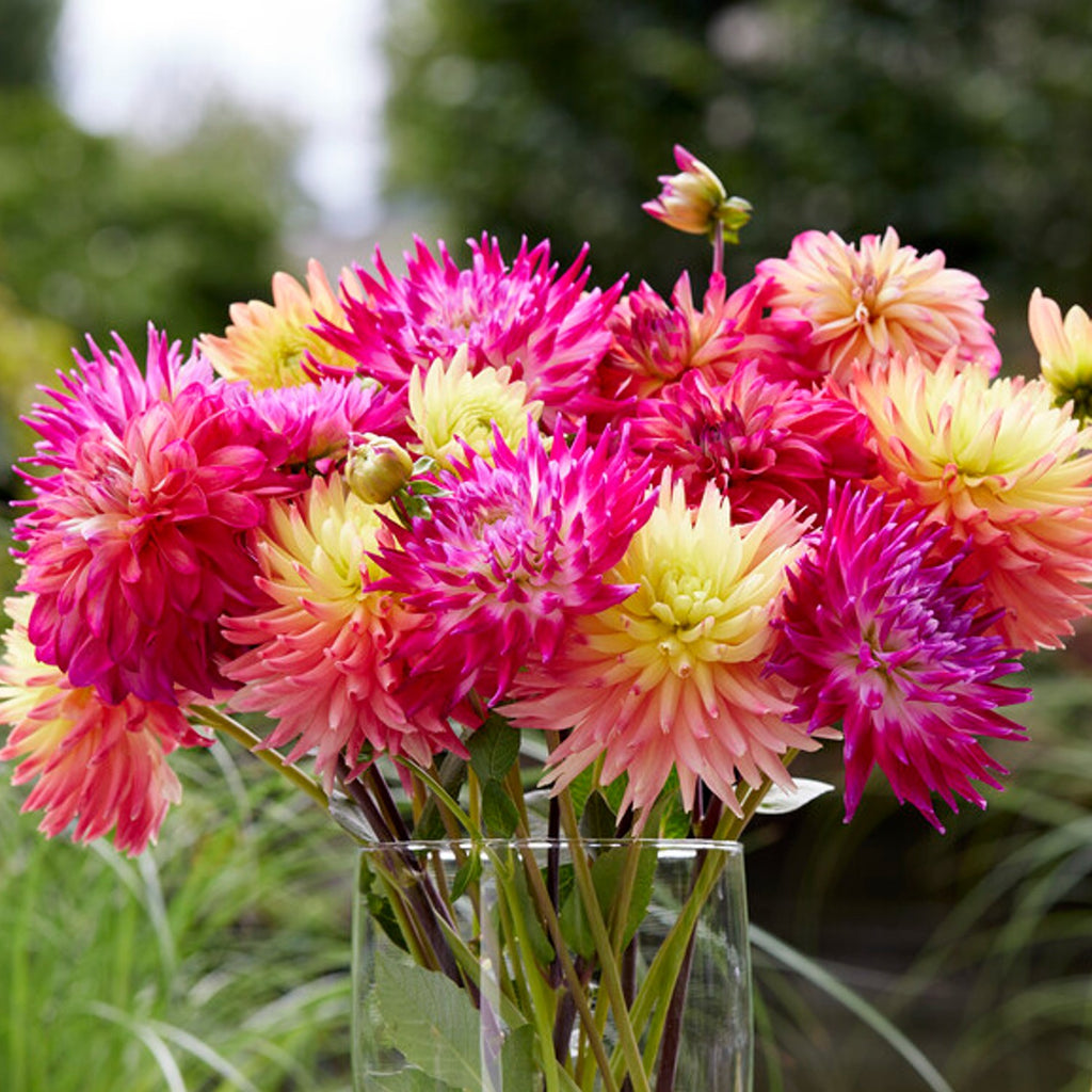 Dahlia Planting & Growing Guide - Easy to Grow – Easy To Grow Bulbs