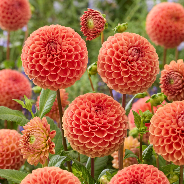 Dahlia Bulbs For Sale - Easy To Grow Bulbs