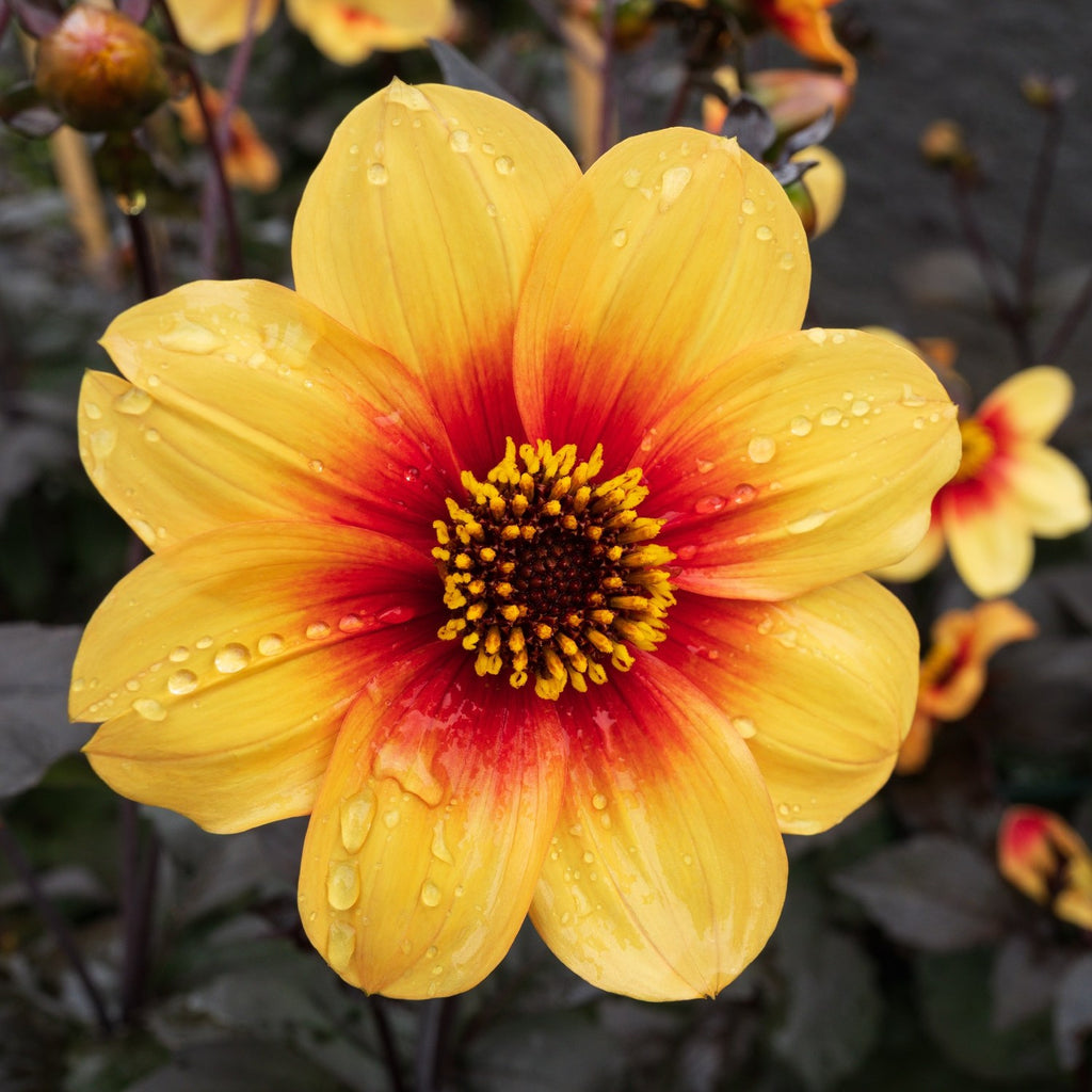 Cheery Yellow & Red Dahlia Tubers for Sale Online | Sunshine – Easy To ...