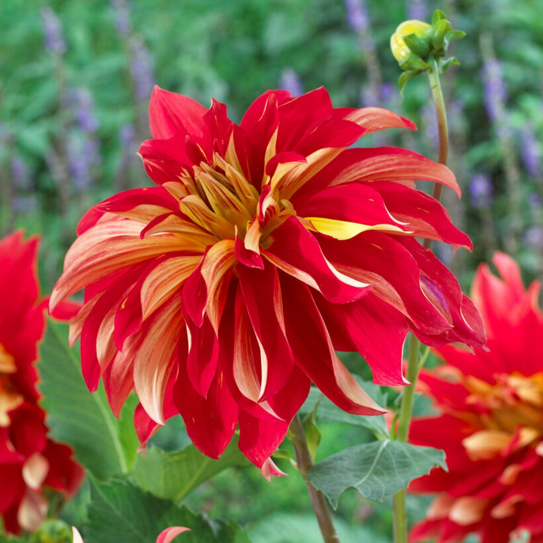 Dahlia Planting & Growing Guide - Easy to Grow – Easy To Grow Bulbs