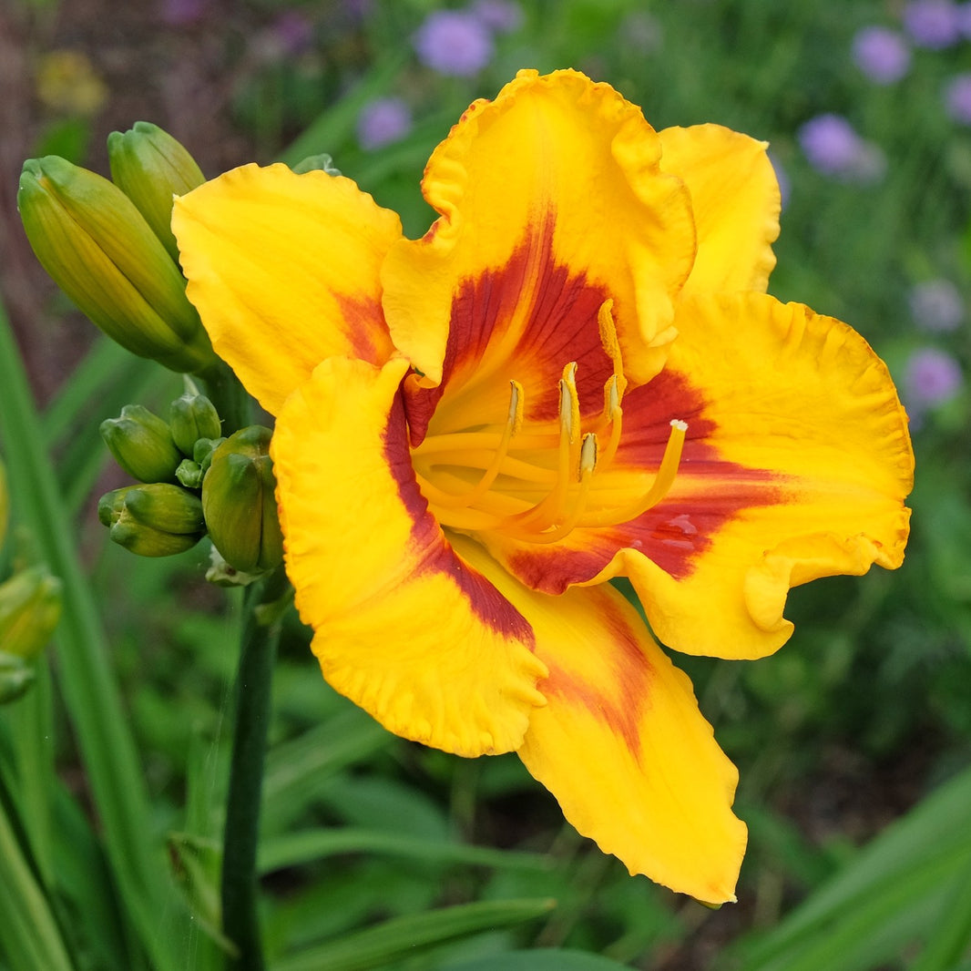 Summer Show-Offs – Easy To Grow Bulbs