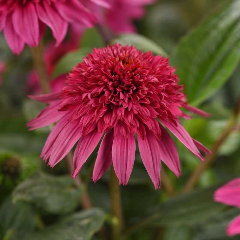 Echinacea Plants for Sale | Double Scoop Watermelon Deluxe – Easy To ...