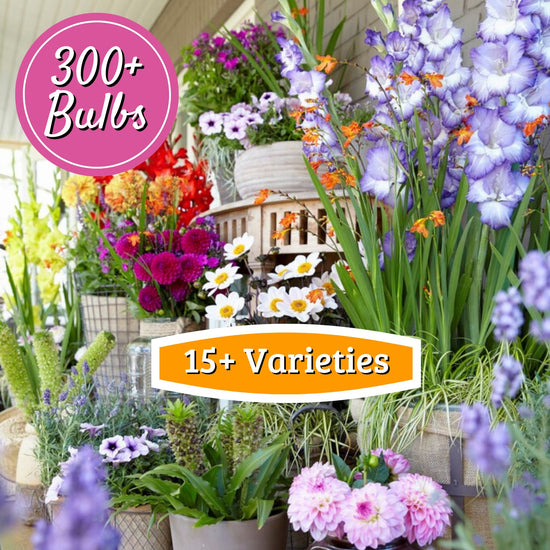 Easy To Grow - Buy Flower Bulbs & Plants Online! – Easy To Grow Bulbs