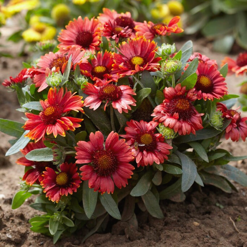 Gorgeous Gaillardia Plants for Sale Online | Arizona Red Shades – Easy ...