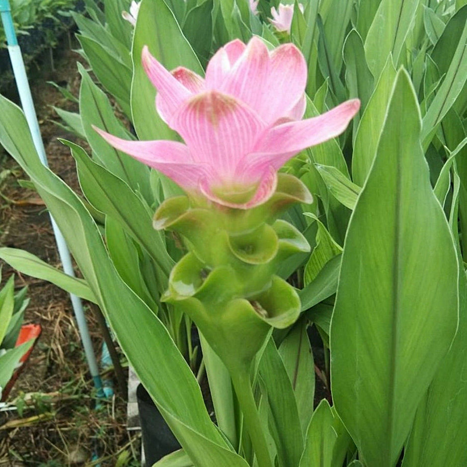 Ginger Bulbs for Sale – Easy To Grow Bulbs