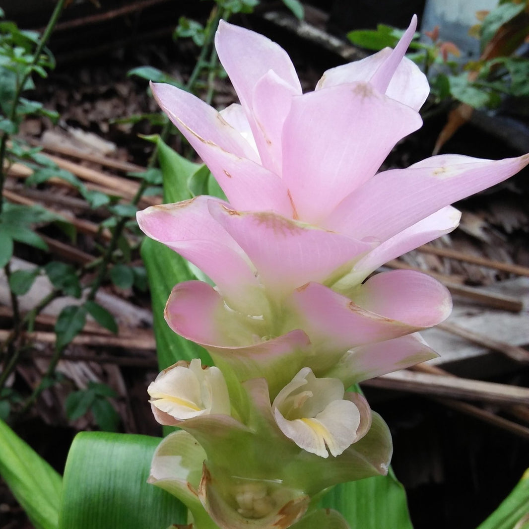 Ginger Planting & Growing Guide - Easy to Grow Bulbs – Easy To Grow Bulbs