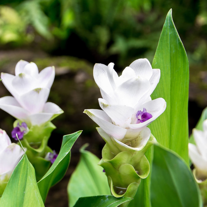 Ginger Bulbs for Sale – Easy To Grow Bulbs