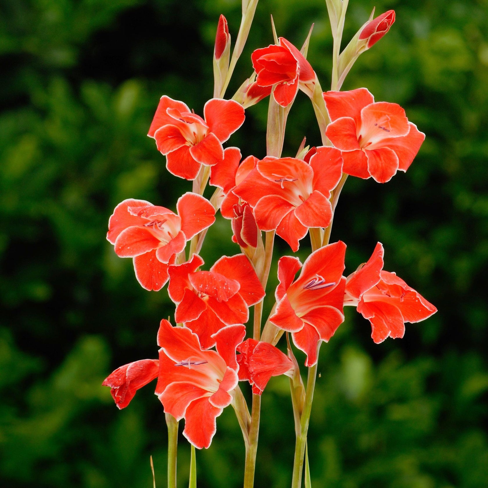 Radiant Scarlet Red Gladiolus Bulbs for Sale Online | Atom – Easy To ...