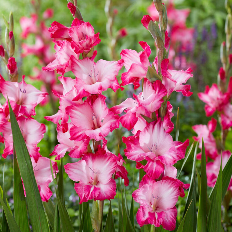 Stunning Pink Gladiolus Bulbs For Sale Online | Pink Pearl – Easy To ...