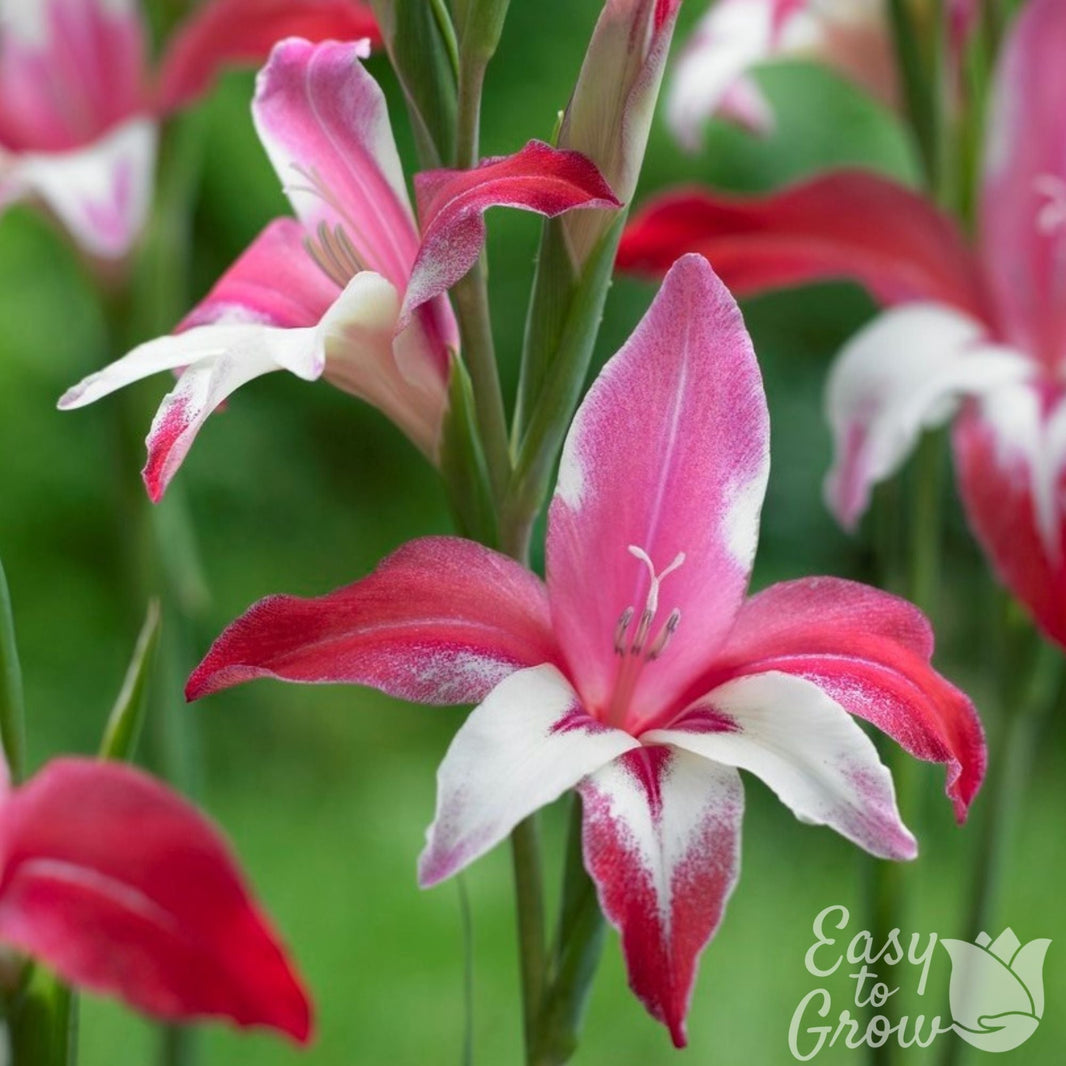 Easy to Grow | Gladiolus Flower Bulbs - Fall & Spring Planted – Easy To ...