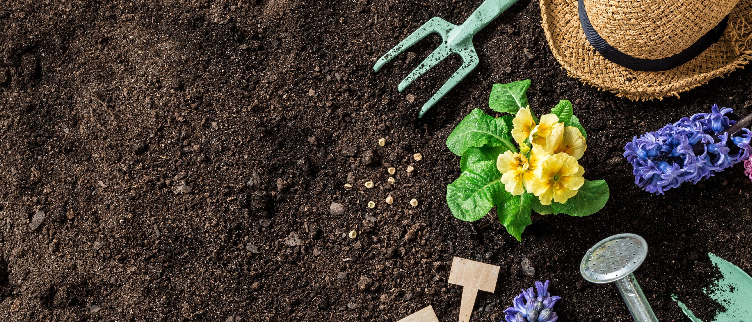 Easy To Grow - Buy Flower Bulbs & Plants Online! – Easy To Grow Bulbs