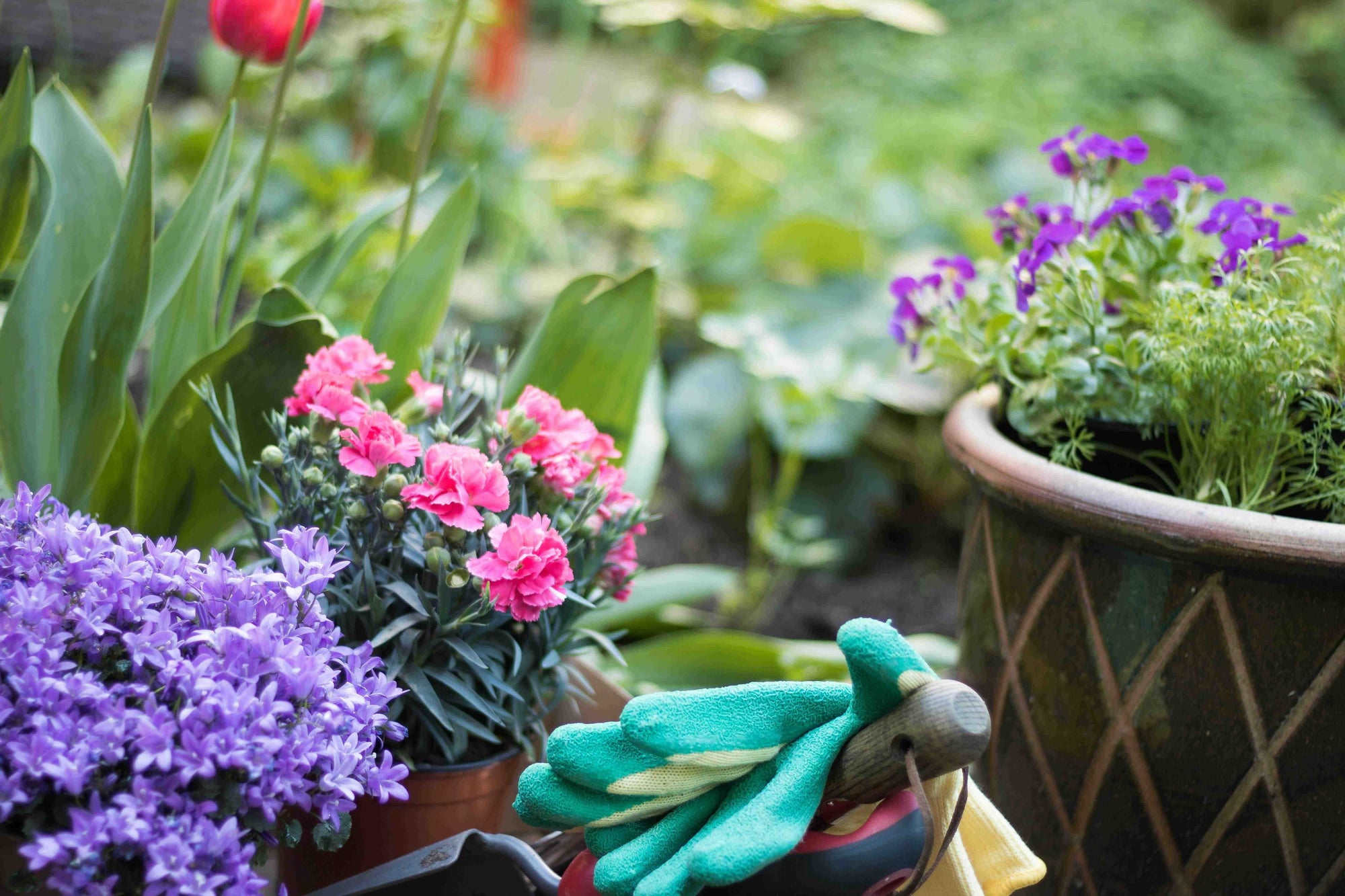 Beginner's Guide to Gardening: Planting Tips, Plant Structures, and ...