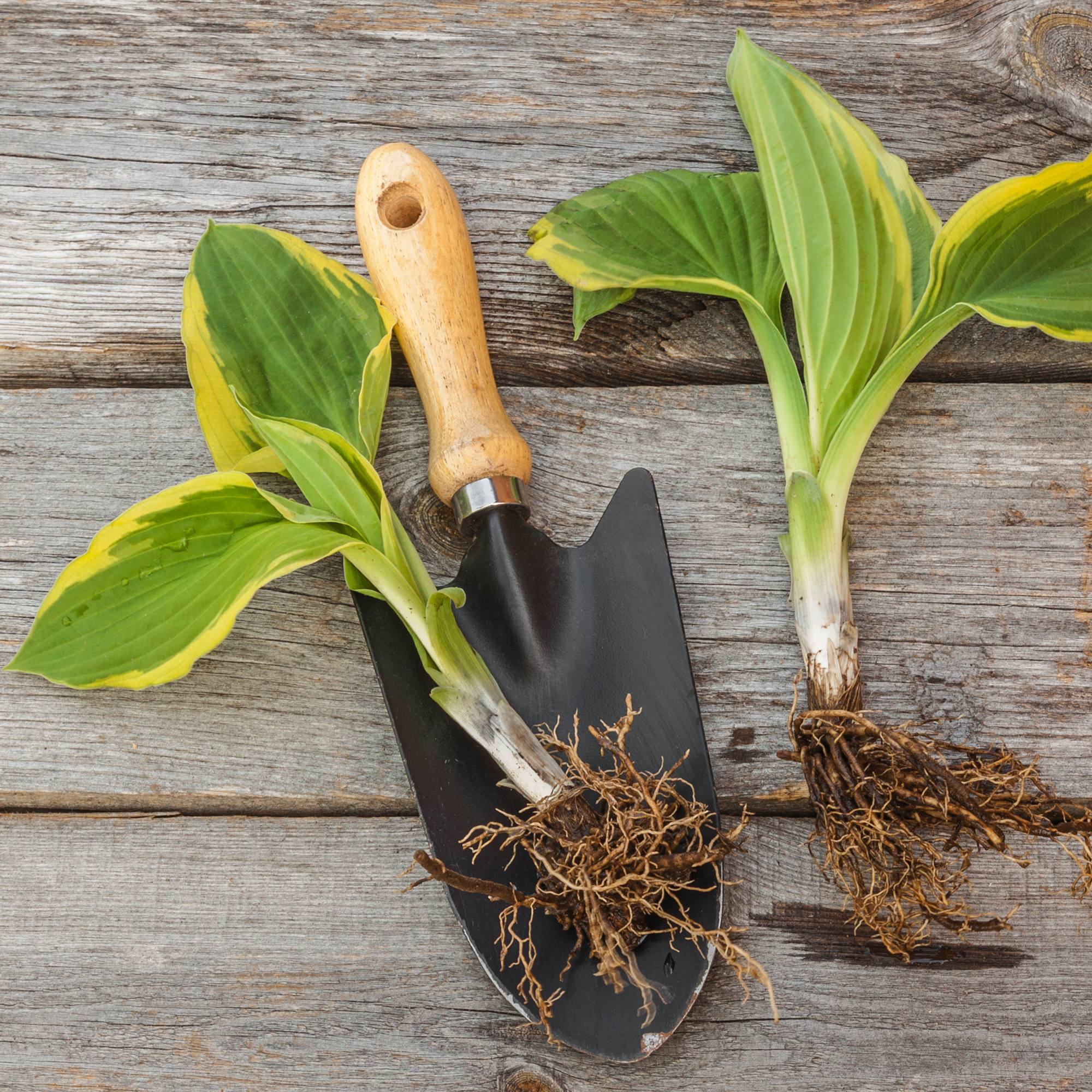 Red Oriental Poppy Bare Root Plants for Sale | Turkenlouis – Easy To ...