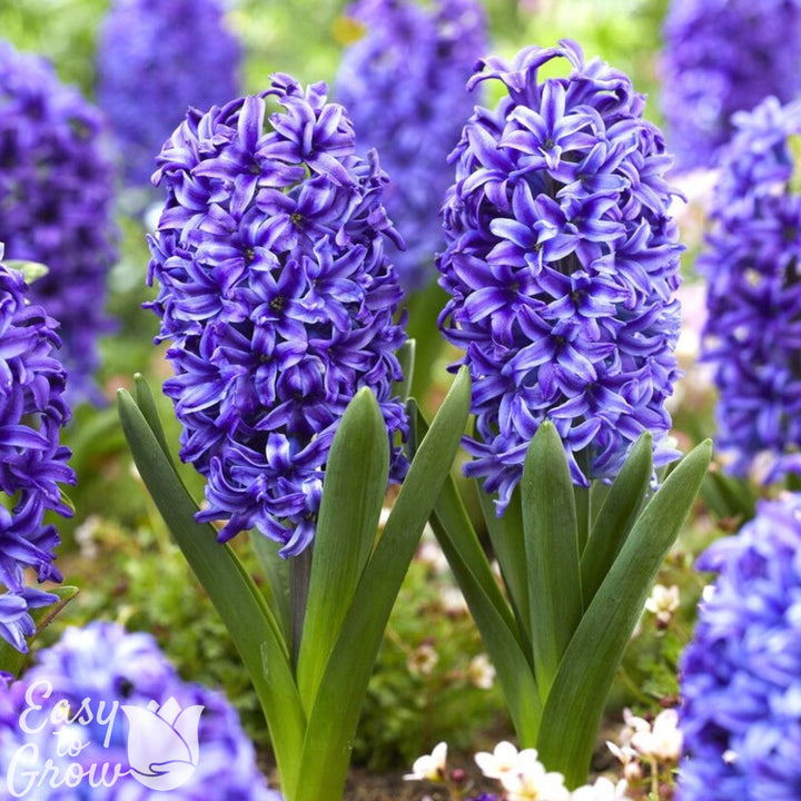 Hyacinth Planting & Growing Guide - Easy to Grow Bulbs – Easy To Grow Bulbs