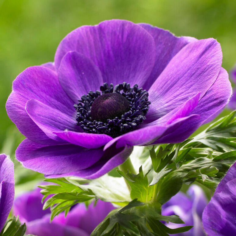 Get Italian Anemones Online - Easy to Grow Bulbs – Easy To Grow Bulbs