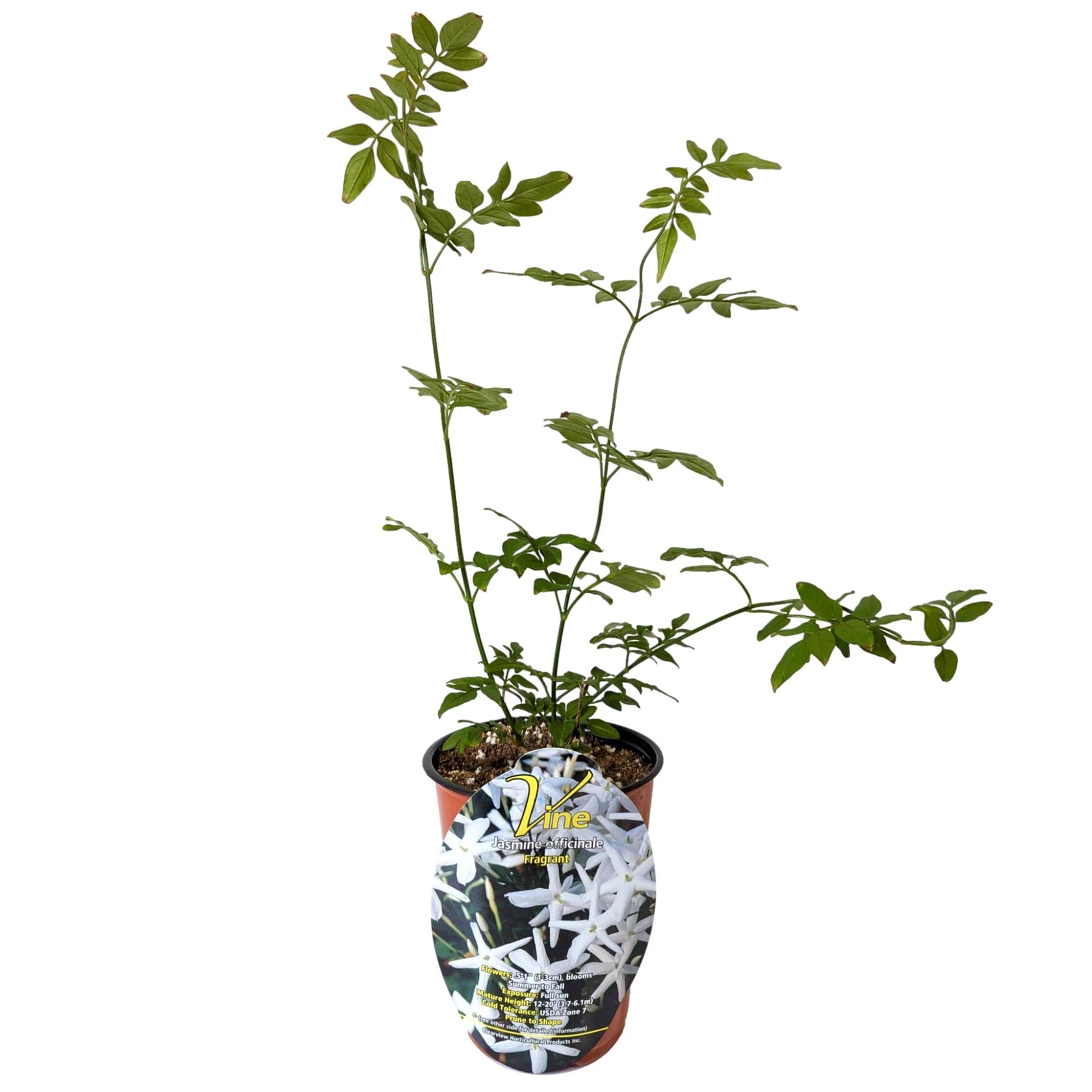 Potted Hardy Jasmine Plants Officinale (Fragrant) – Easy To Grow Bulbs
