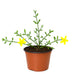 Winter Jasmine Plants - Nudiflorum (Fragrant) – Easy To Grow Bulbs