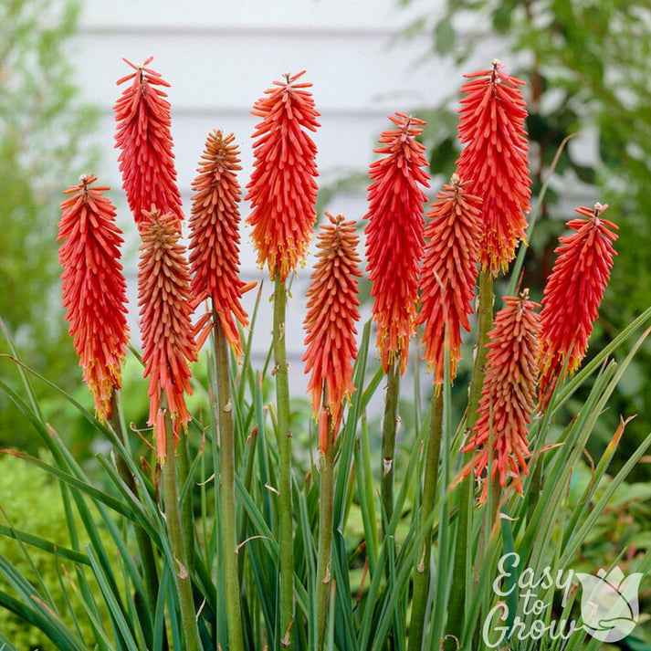 Coral Red Kniphofia Bare Roots for Sale Online | Nancy's Red – Easy To ...