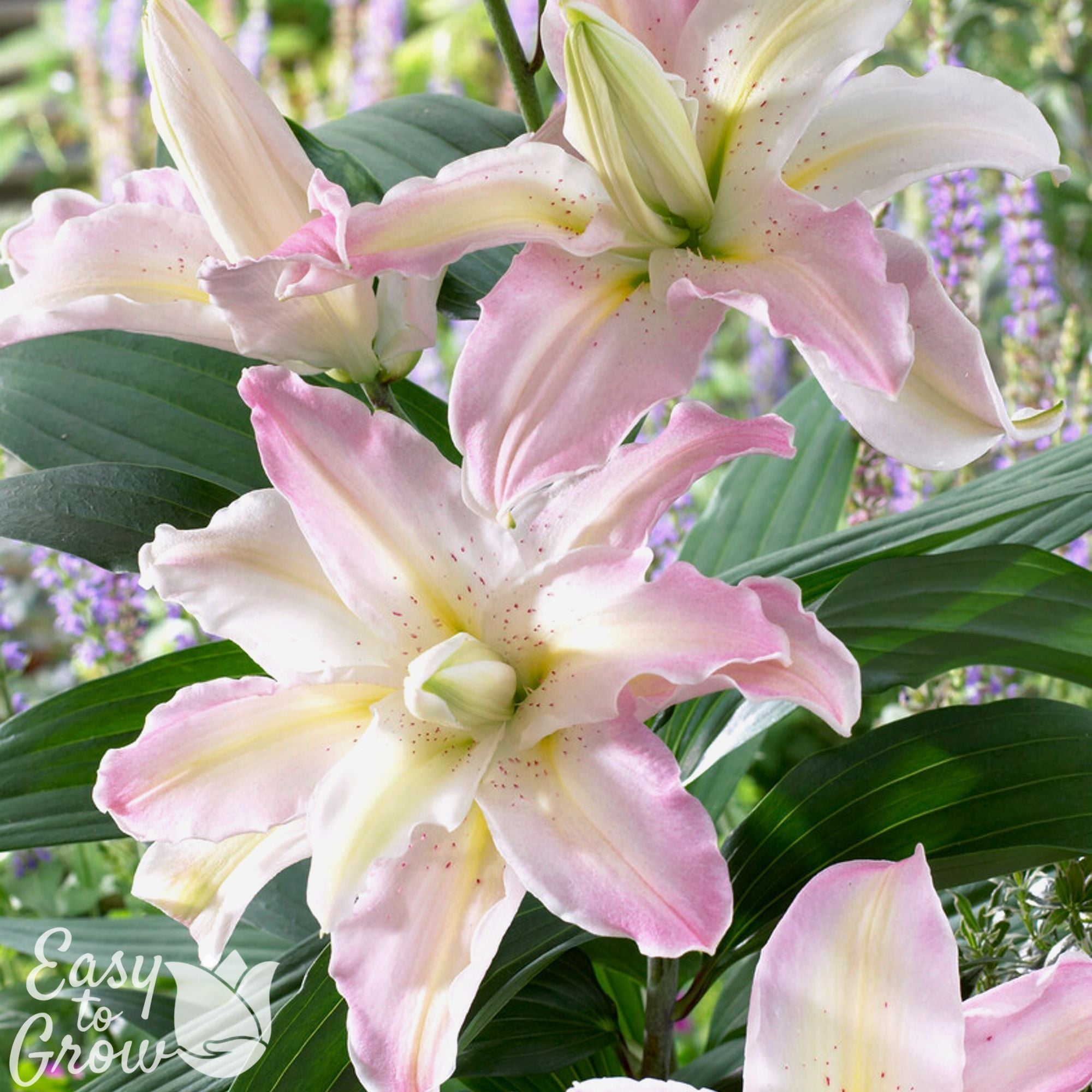 Double Pink Oriental Rose Lily Bulbs For Sale | Soft Music – Easy To ...