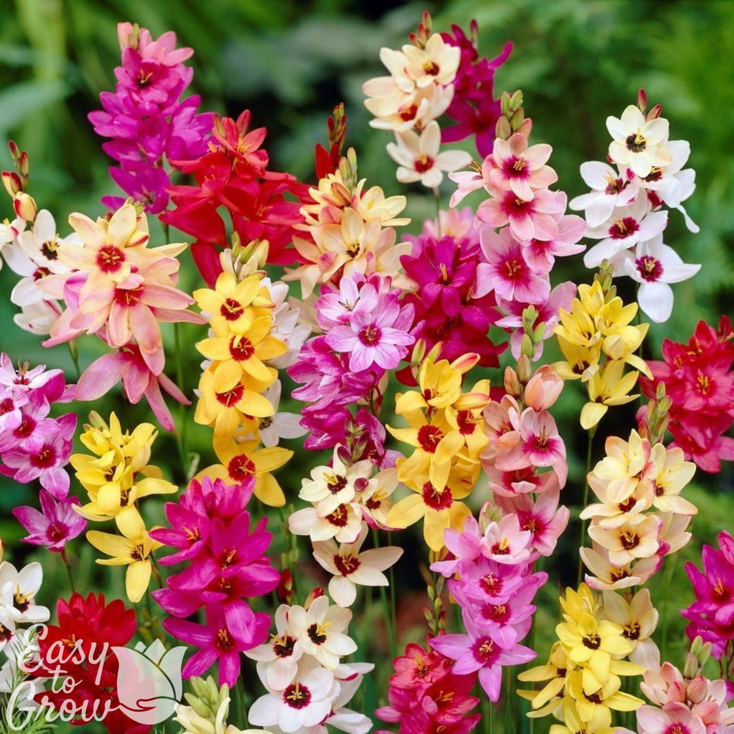 Ixia Planting & Growing Guide - Easy to Grow Bulbs – Easy To Grow Bulbs