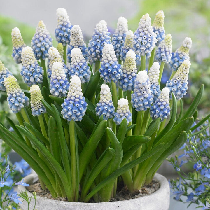 Grape Hyacinth Bulbs for Sale Online | Easy to Grow™ – Easy To Grow Bulbs