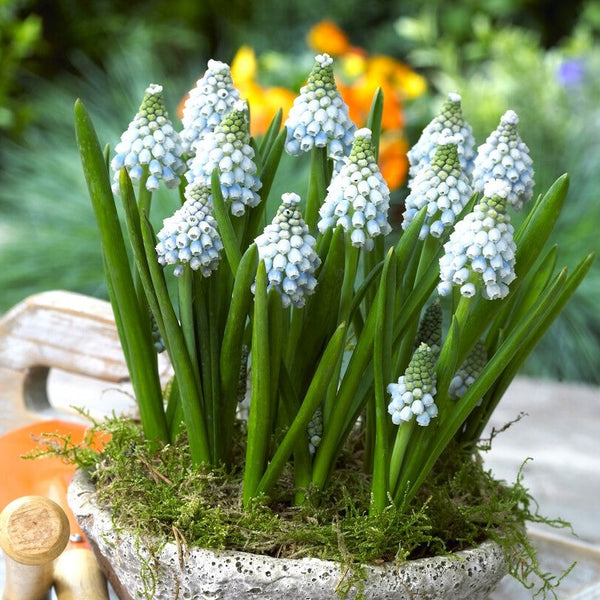 Grape Hyacinth (Muscari) Planting & Growing Guide – Easy To Grow Bulbs