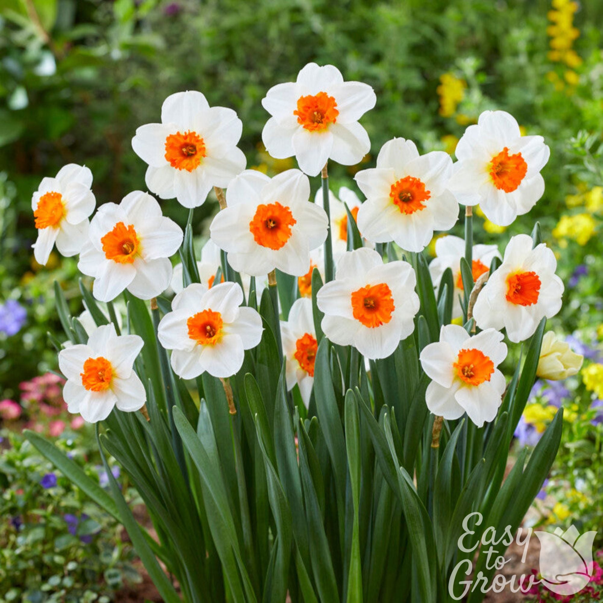 Early Spring Blooming Fall Bulbs | Easy to Grow™ – Easy To Grow Bulbs