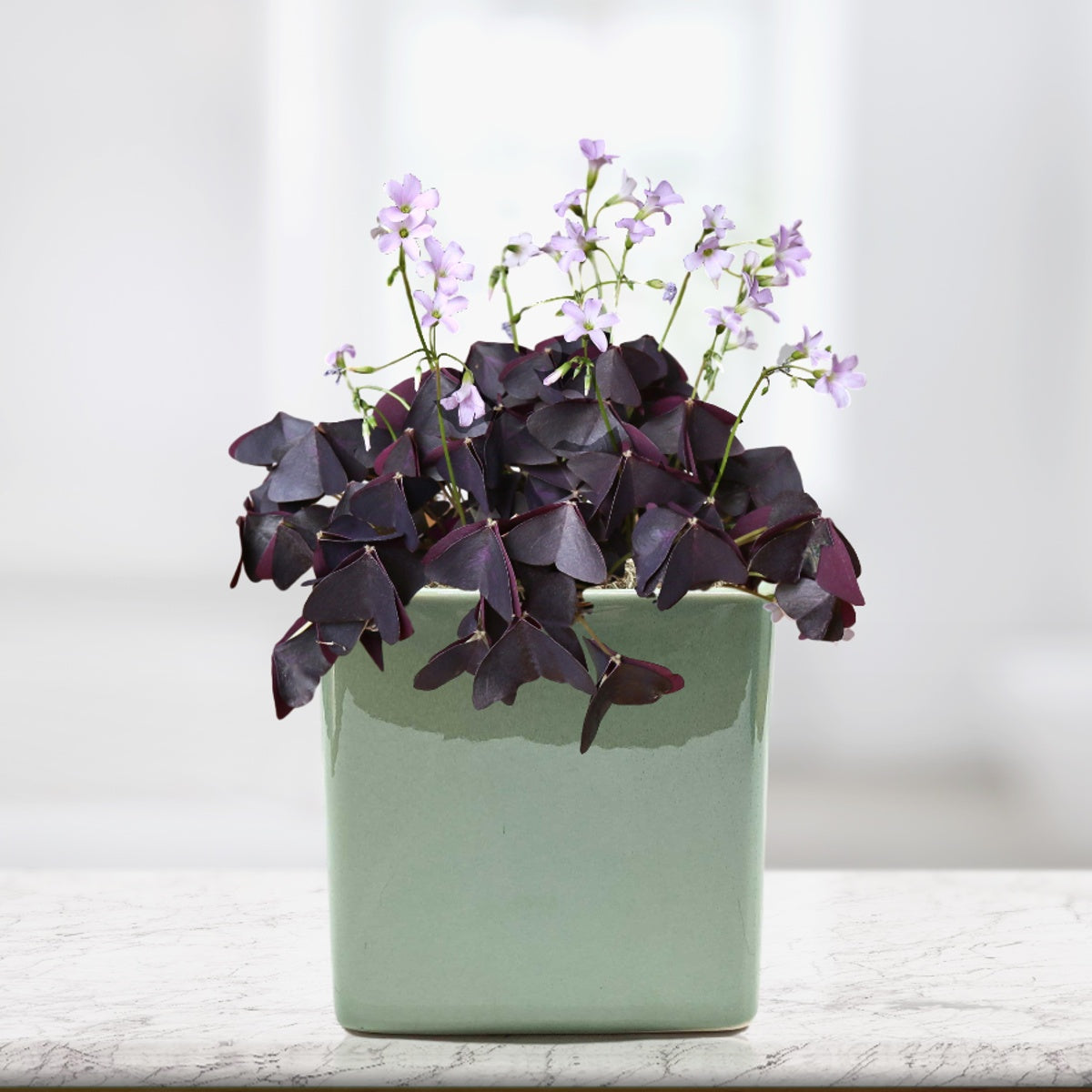 Unique Fragrant Potted Plants for Sale Online | Corkscrew Vine – Easy ...