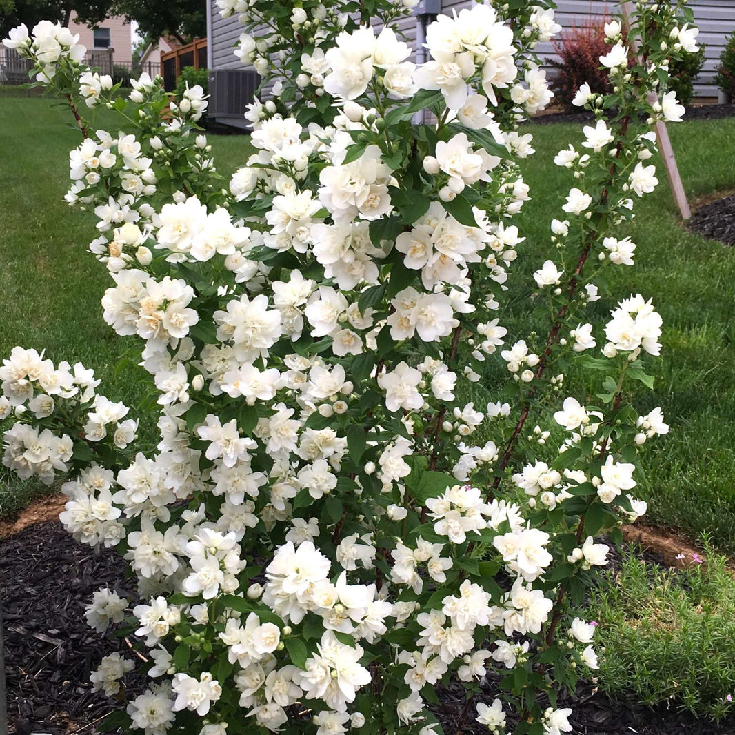 New Flower Bulbs & Plants - Make Your Friends Jealous! – Page 2 – Easy ...