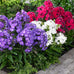 Phlox Bareroot Plants for Sale | Fragrant Collection – Easy To Grow Bulbs
