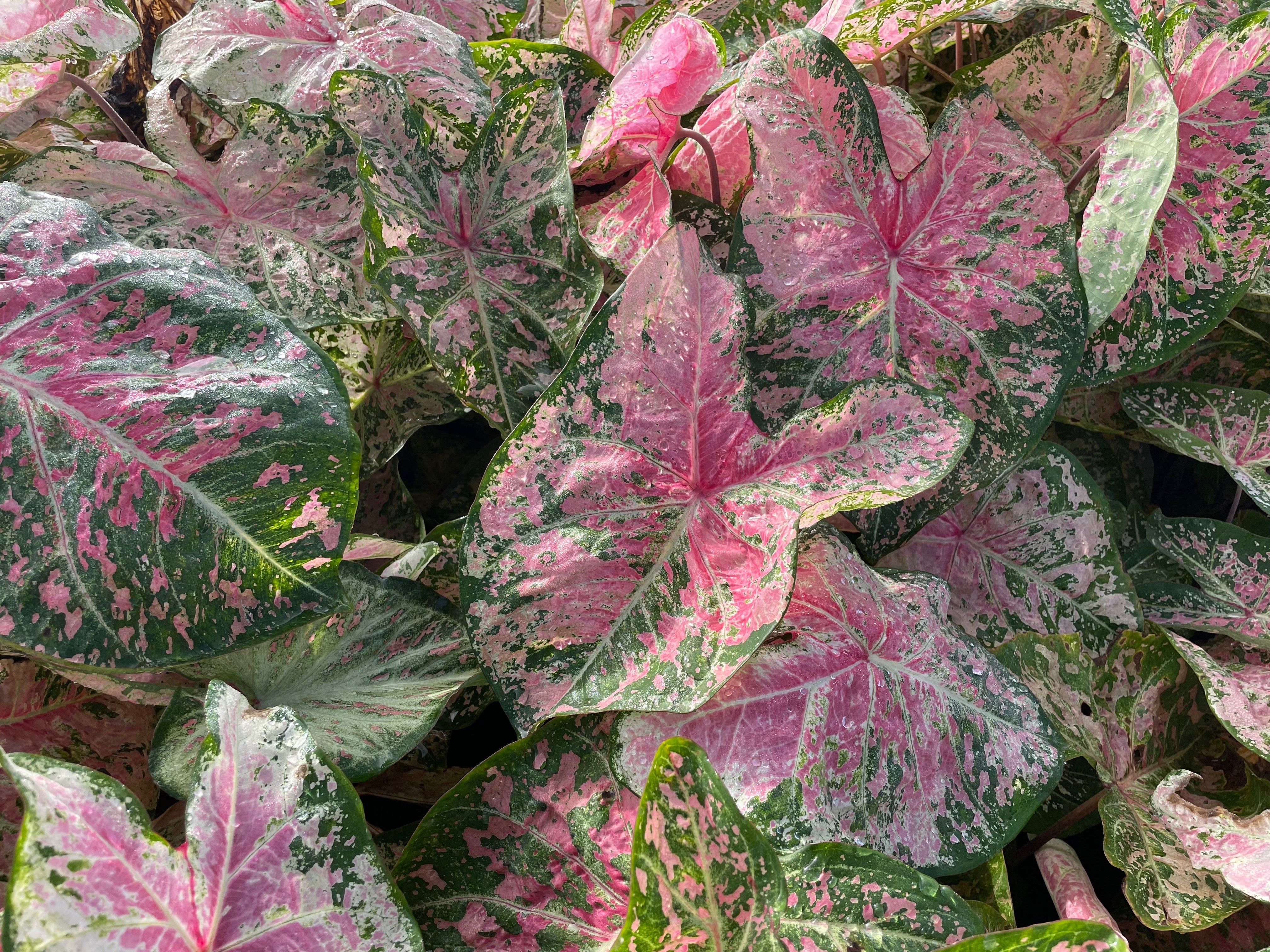 Bright Pink Variegated Caladium Bulbs for Sale | Pink Cloud – Easy To ...