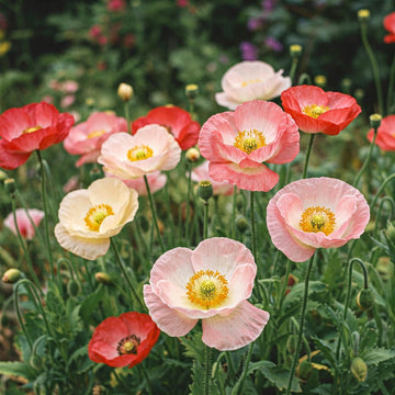 Seeds – Easy To Grow Bulbs