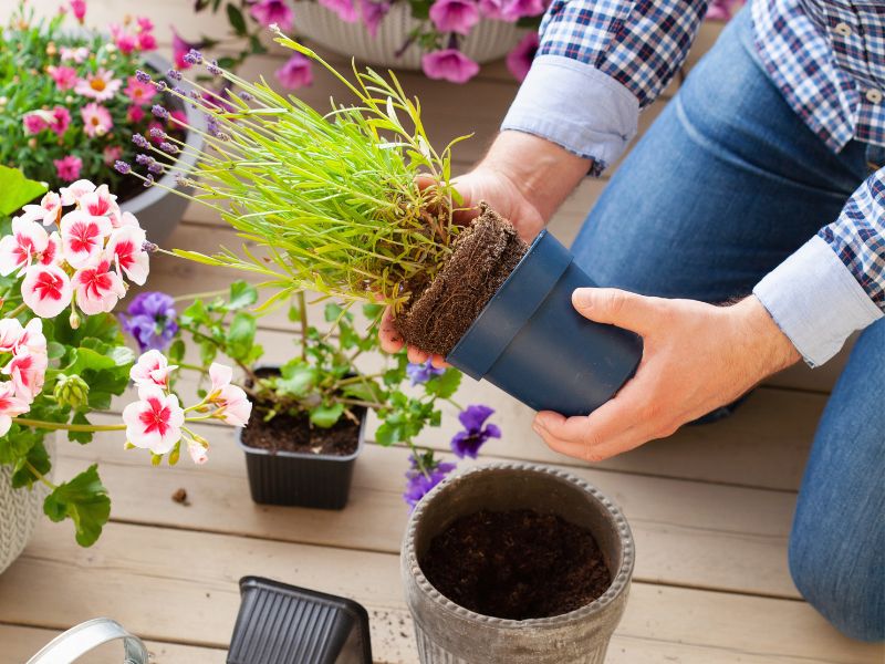 Easy To Grow Bulbs - Buy Flower Bulbs Online!