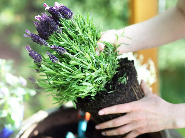 Easy To Grow Bulbs - Buy Flower Bulbs Online!