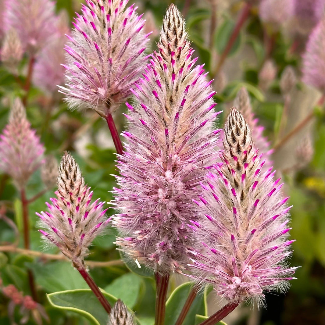 Easy to Grow Succulents – Easy To Grow Bulbs