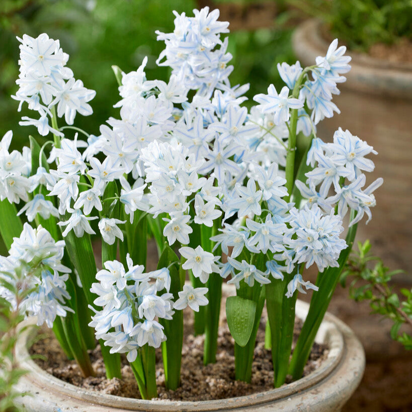 Scilla Bulbs (Squill) for Sale | Easy to Grow™ – Easy To Grow Bulbs