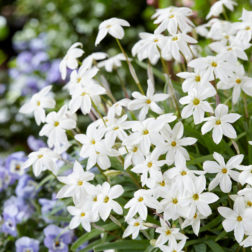 Starflower Bulbs (Ipheion) for Sale Online | Easy to Grow™ – Easy To ...