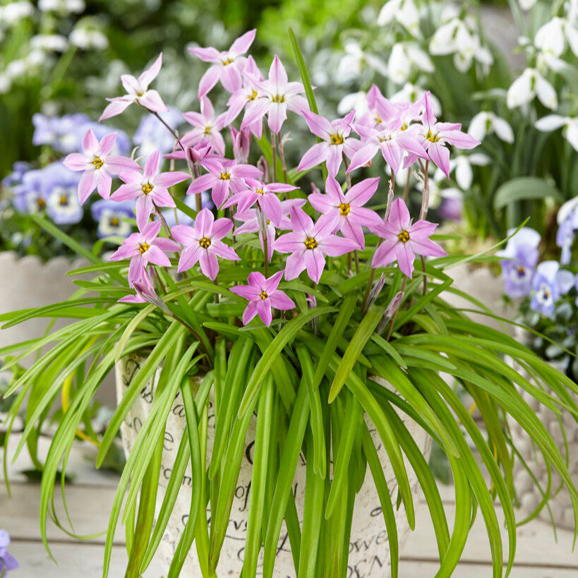 Pretty Pink Starflower Bulbs for Sale Online | Charlotte Bishop – Easy ...