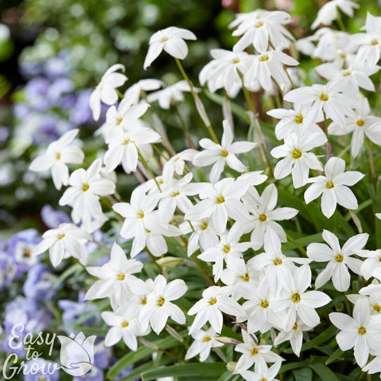 Large White Starflower Bulbs for Sale Online | Alberto Castillo – Easy ...