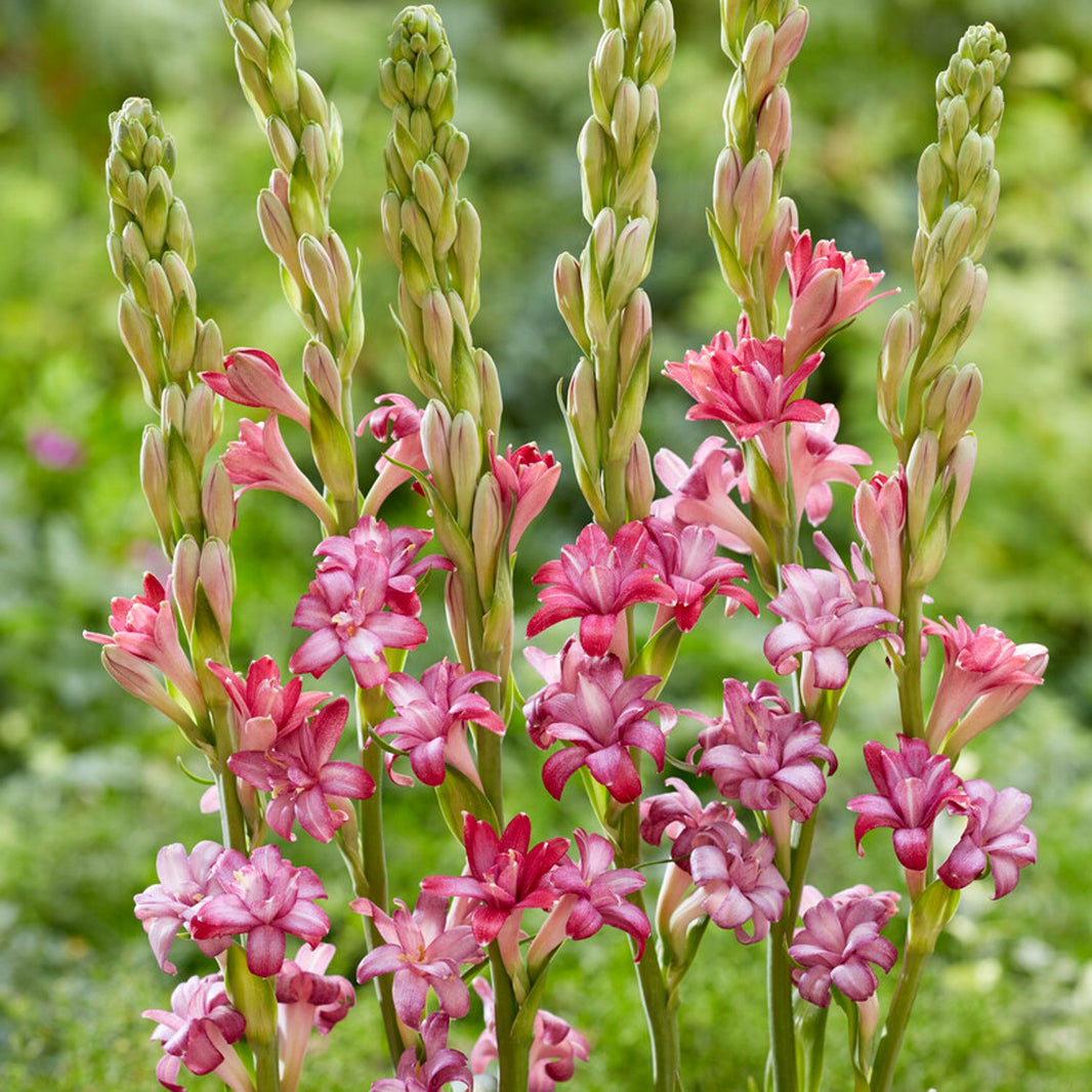 Tuberose Planting & Growing Guide - Easy to Grow Bulbs – Easy To Grow Bulbs