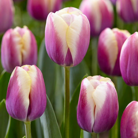 Tulips Planting Guide – Easy to Grow Bulbs – Easy To Grow Bulbs
