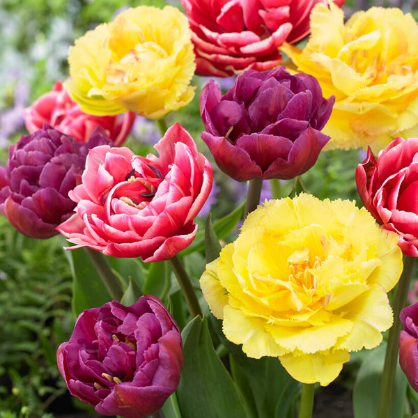 Buy Tulip Bulbs for Sale Online – Easy To Grow Bulbs
