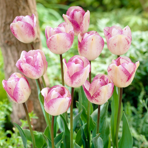 Tulips Planting Guide – Easy to Grow Bulbs – Easy To Grow Bulbs