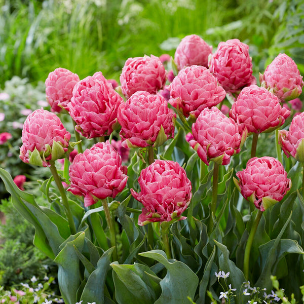 Rare Double Pink Tulip Bulbs for Sale Online | Strawberry Cream – Easy ...